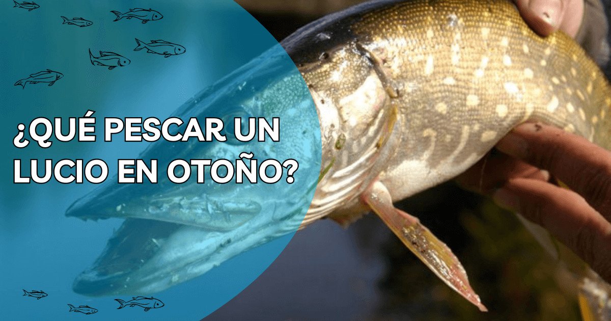 ¿Qué pescar un lucio en otoño? | FisHub