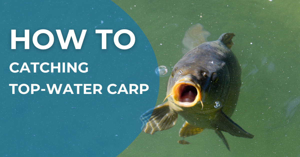 Surface Carp Fishing: A Comprehensive Guide to Catching Top-Water Carp ...