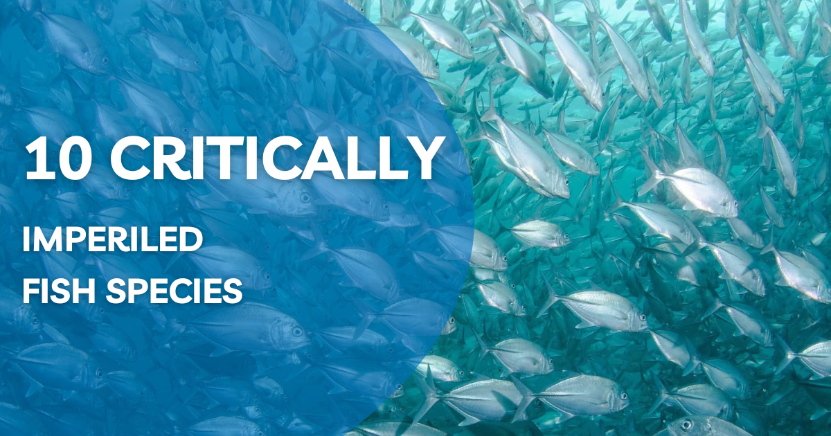 10 Critically Imperiled Fish Species | FisHub